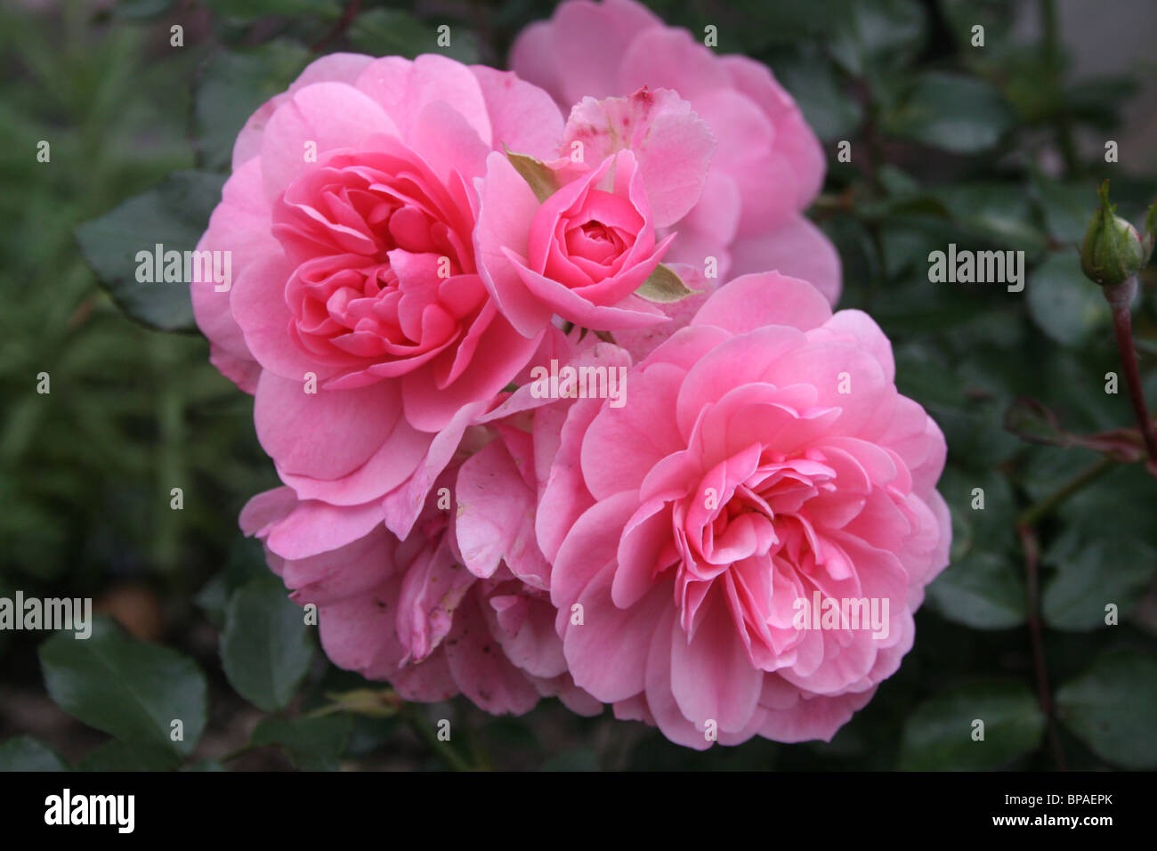 Pink roses in the summertime, make you feel happy and relaxed Stock ...
