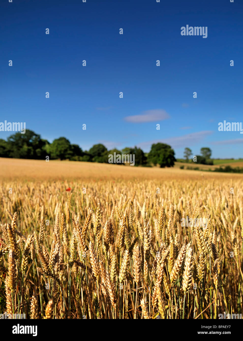 A ripe field of wheat, focus on front Stock Photo - Alamy