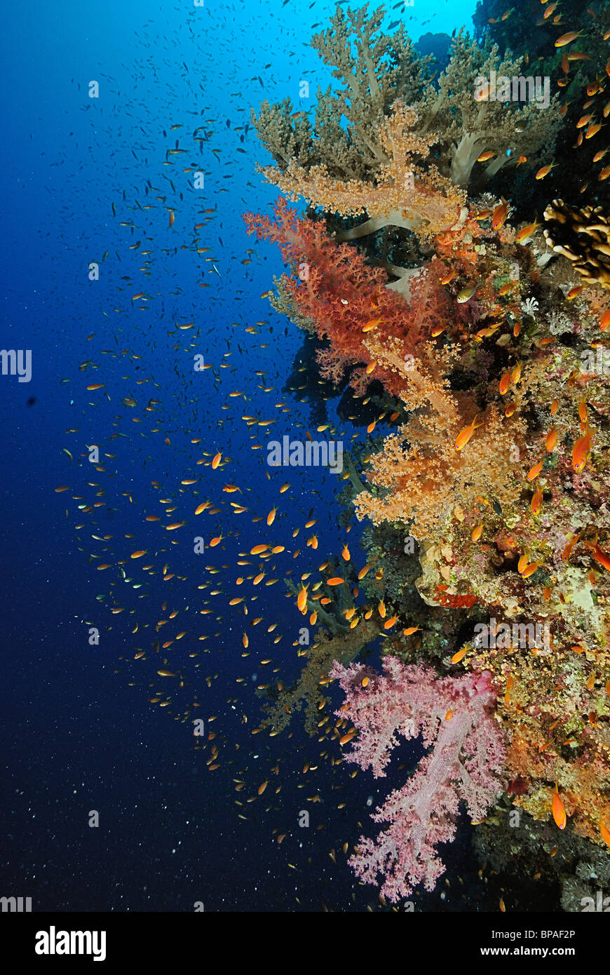 Colony of soft coral growing on a drop off, off Daedalus reef, Egypt ...