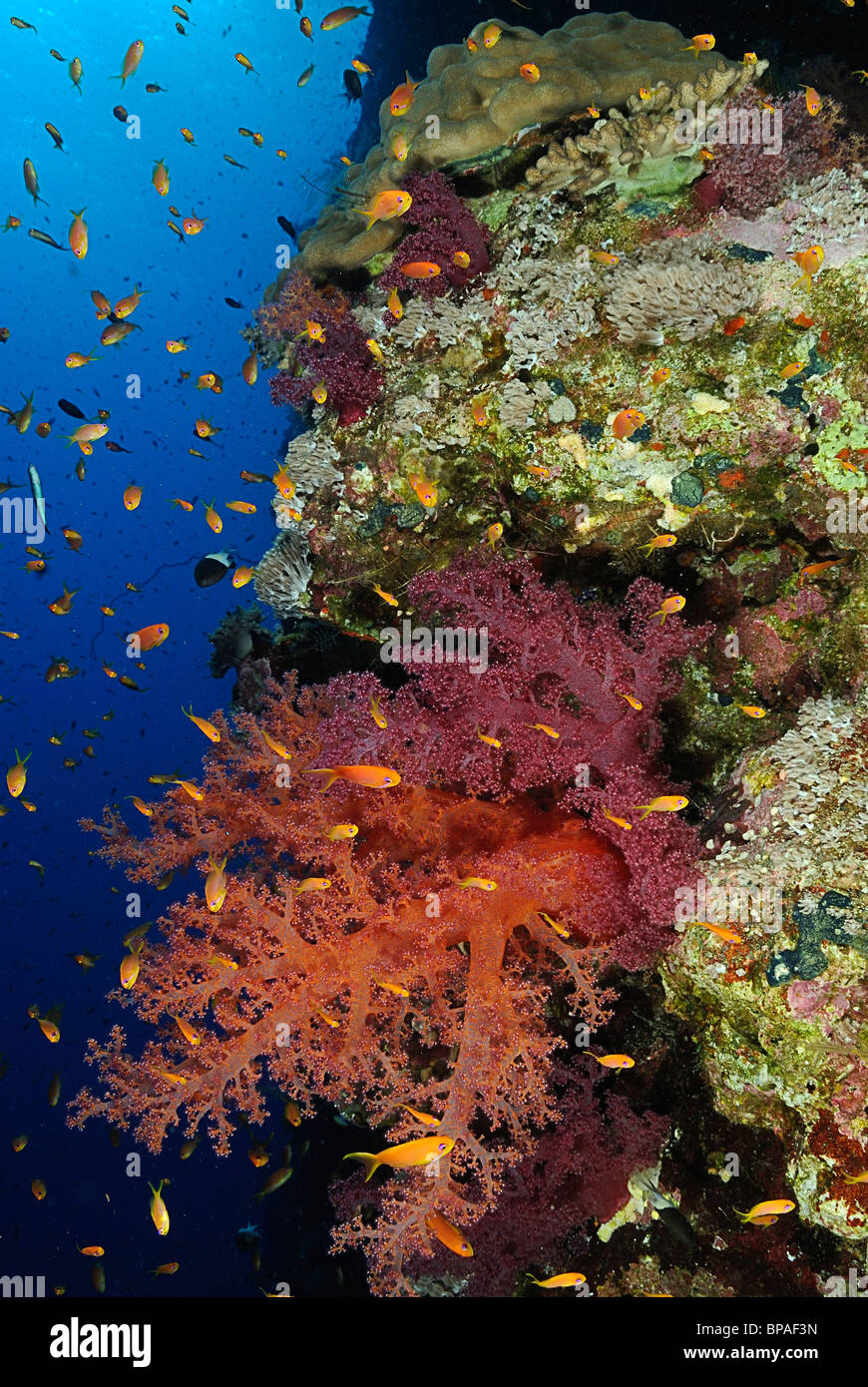 Coral reef drop off hi-res stock photography and images - Alamy