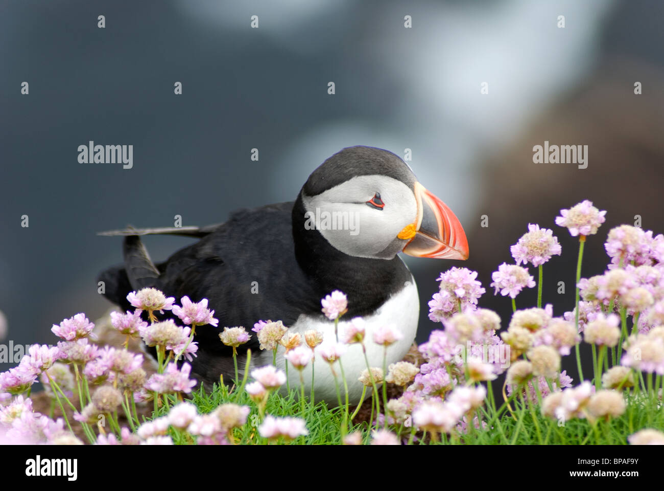 Sutherland island hi-res stock photography and images - Alamy