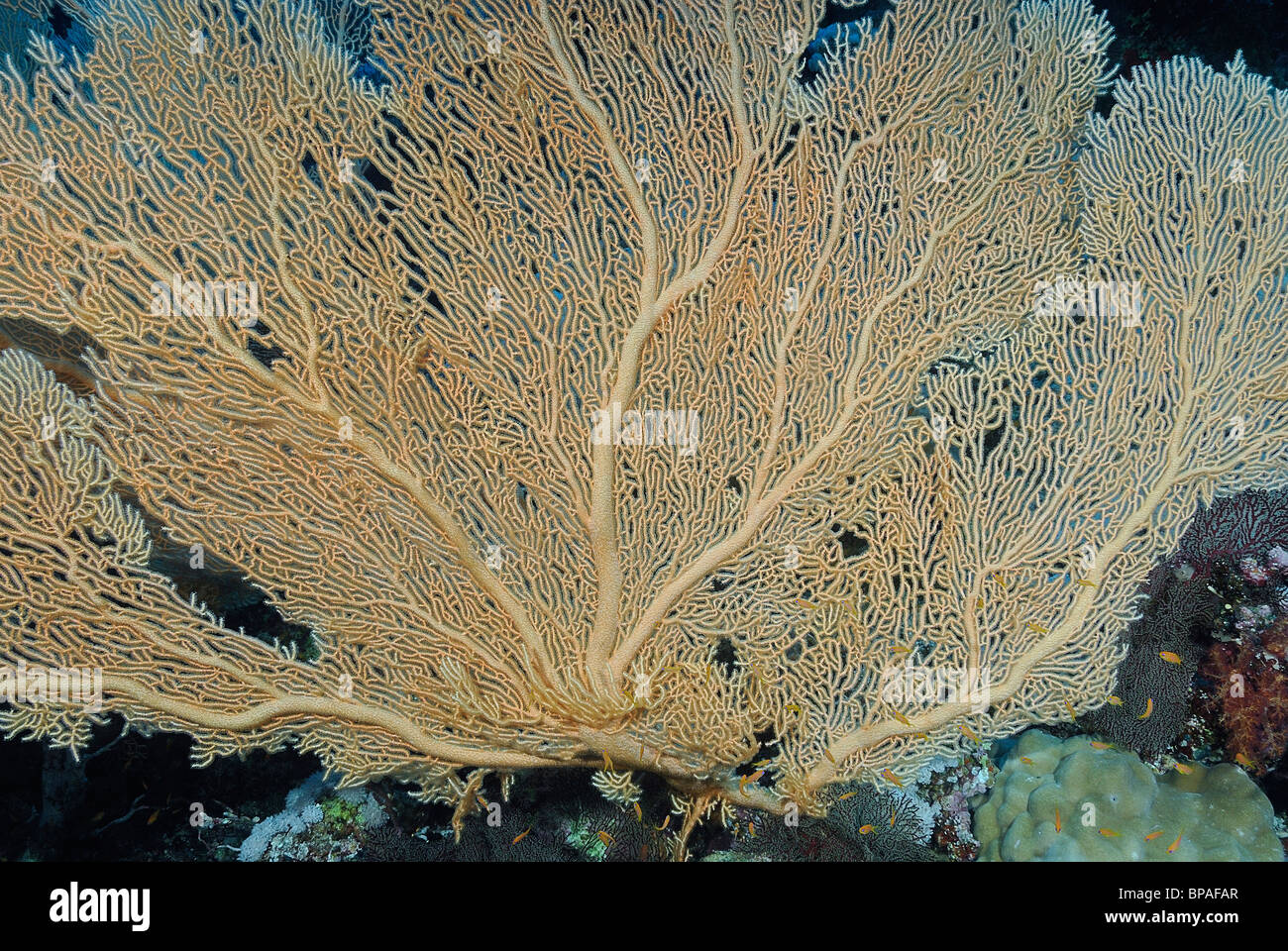 Colony of Gorgonian fans on a wall of Big Brother Island, Egypt, Red ...