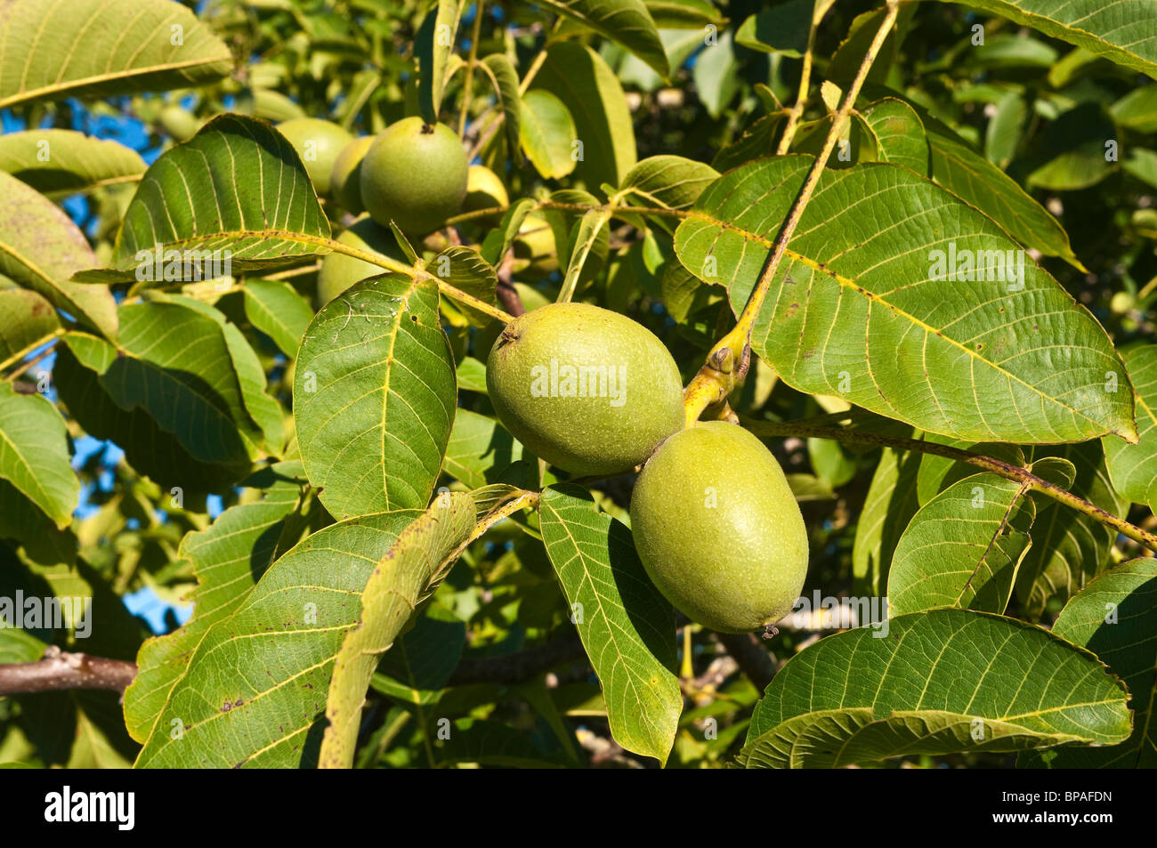 Walnut fruits ripening - sud-Touraine, France Stock Photo - Alamy