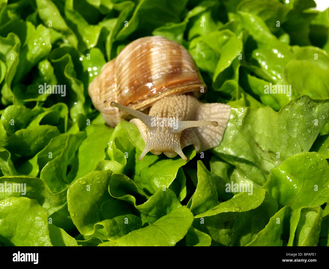 Snails on lettuce hi-res stock photography and images - Alamy