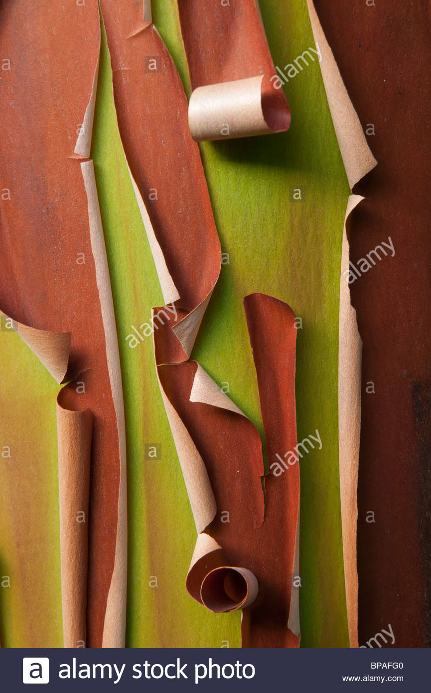 Madrona Bark High Resolution Stock Photography and Images - Alamy