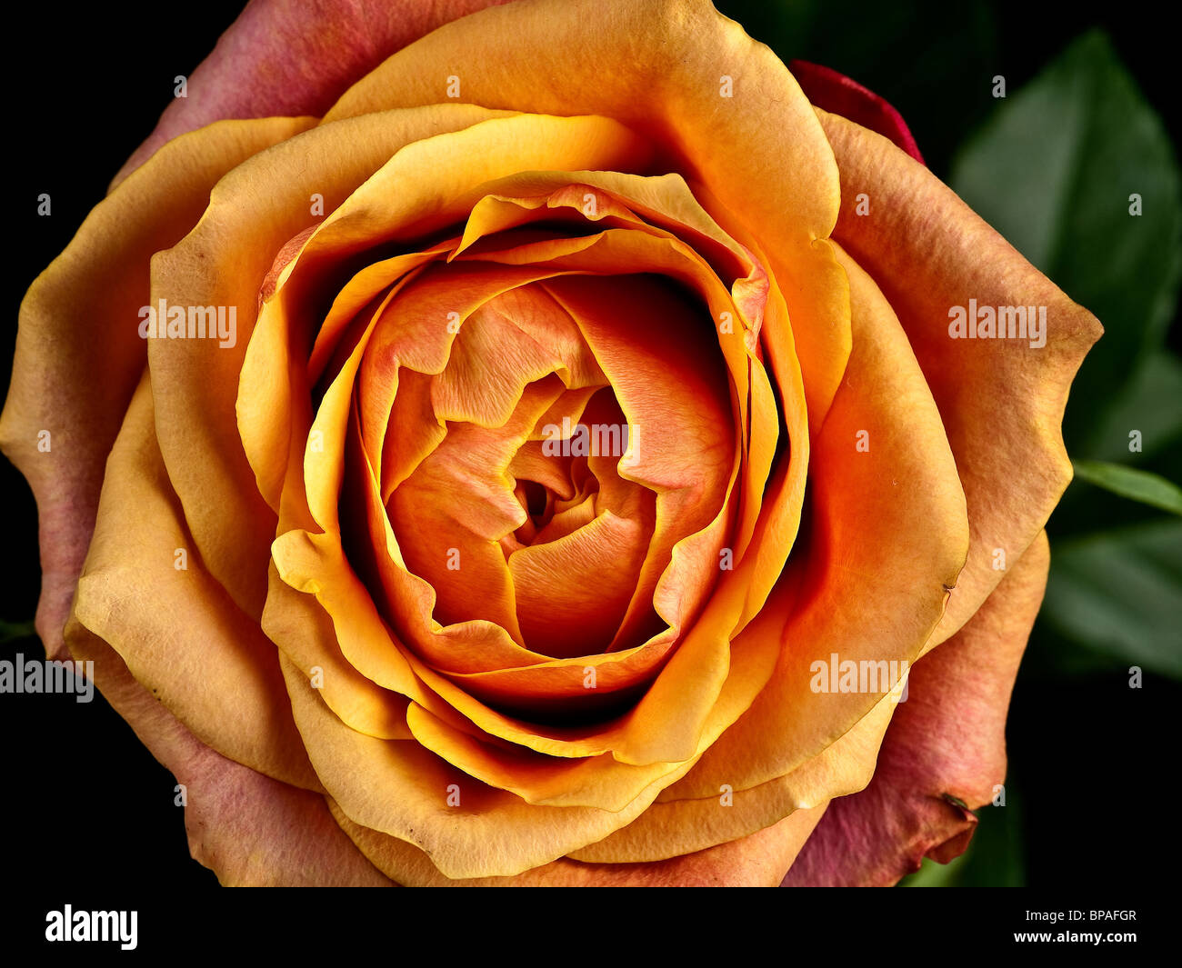 Rose from the top Stock Photo - Alamy