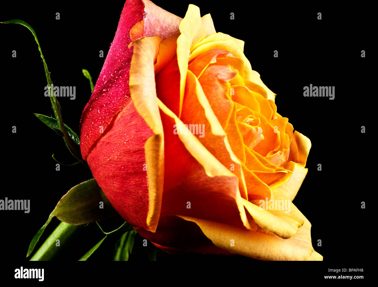 Rose from side hi-res stock photography and images - Alamy