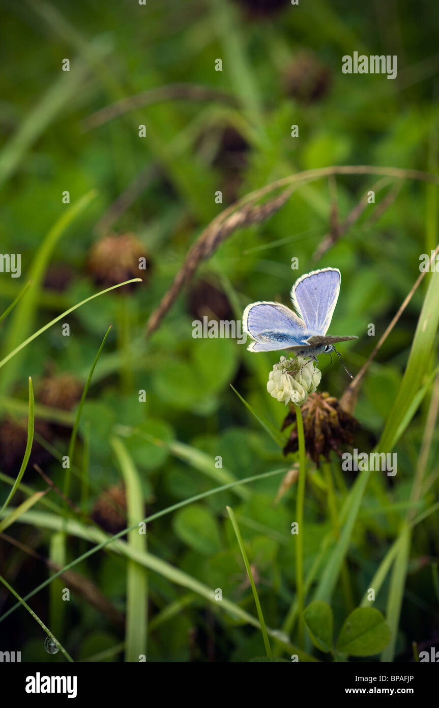Karner Blue Butterfly,meadow grass, moth,Karner, Blue, Butterfly ...