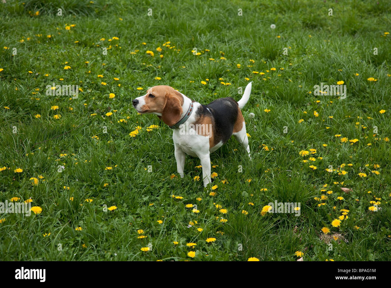 American Foxhound Puppies