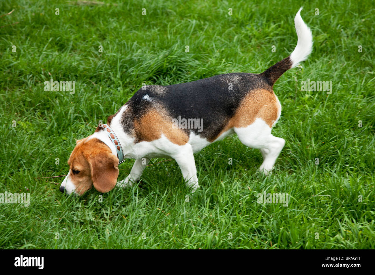watchful american foxhound dog in a grass field Stock Photo - Alamy