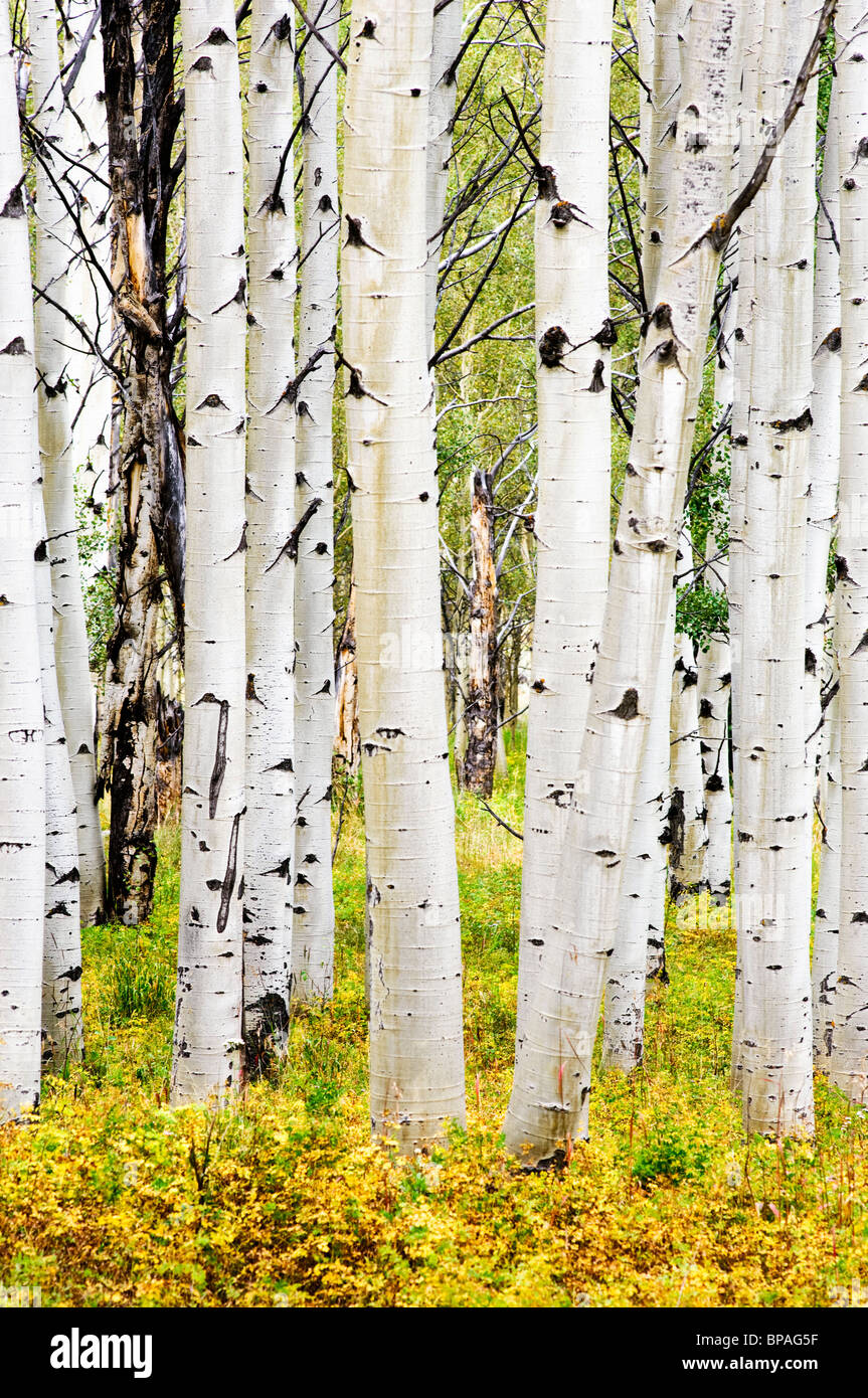 Aspen trees with autumn ground foliage Stock Photo - Alamy