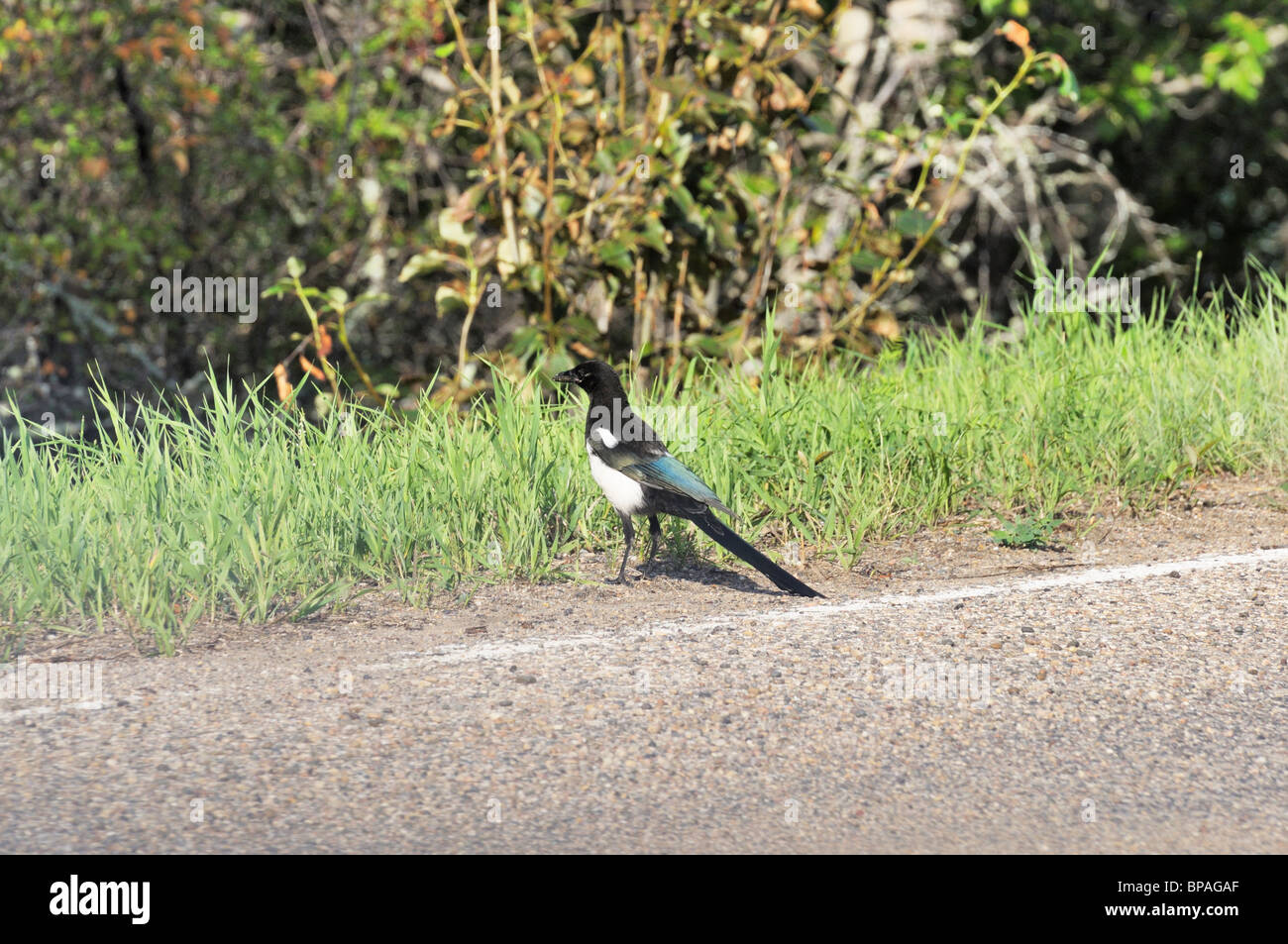 Bird on roadside hi-res stock photography and images - Alamy