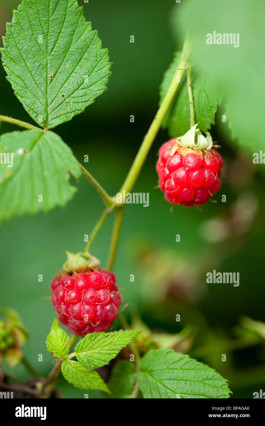 Wild raspberry hi-res stock photography and images - Alamy