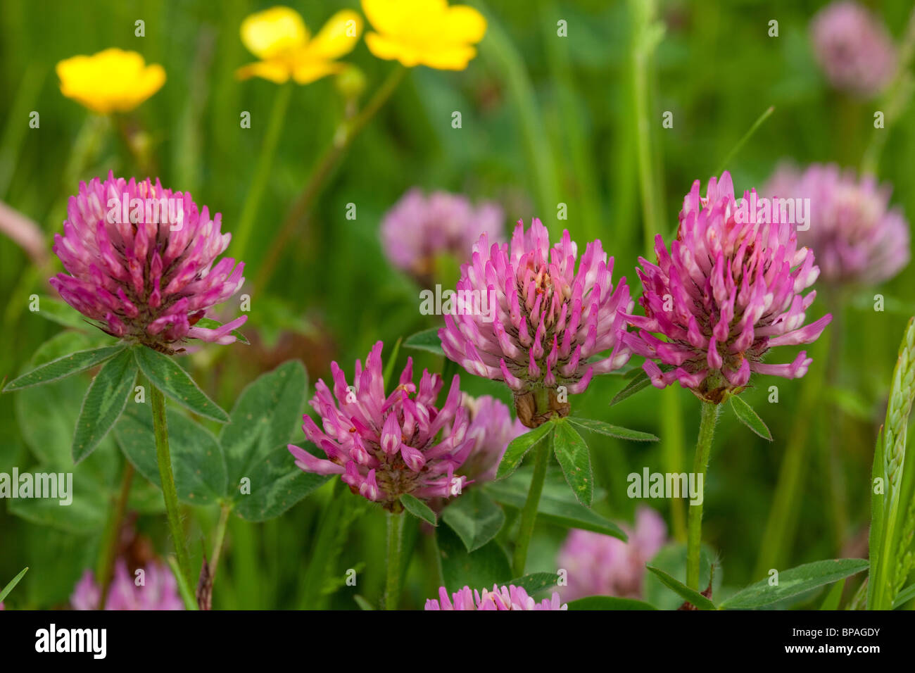 Red clover hi-res stock photography and images - Alamy