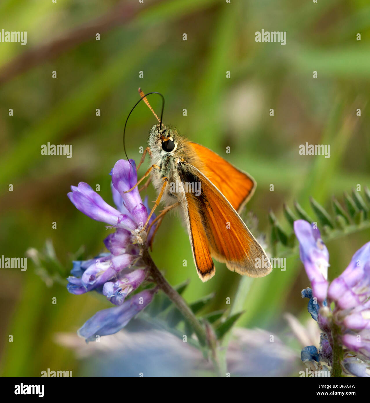 Small Skipper Butterfly Stock Photo - Alamy