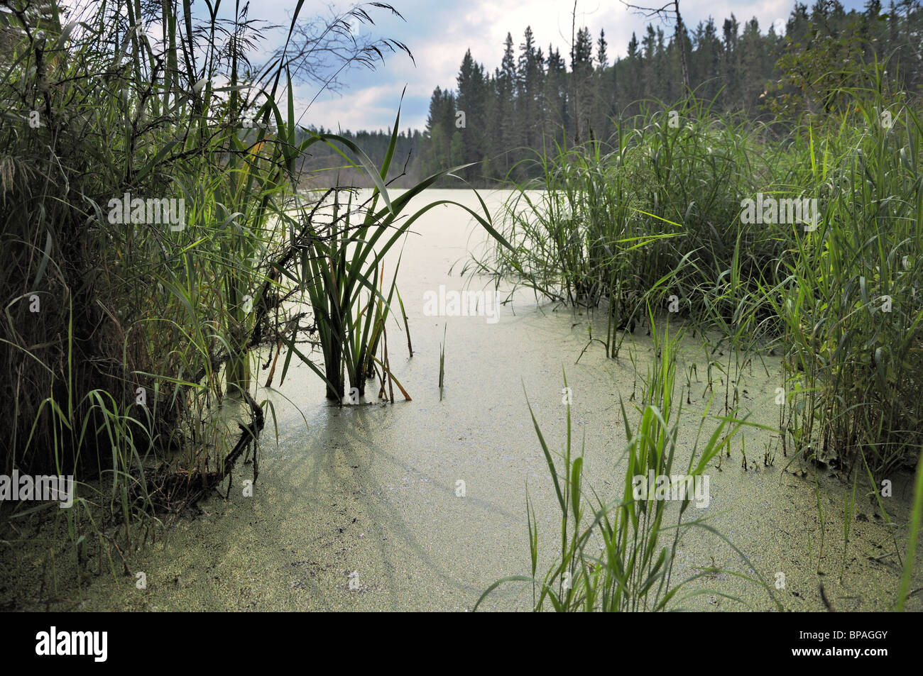 Bog on the Grey Owl trail, Prince Albert National Park Stock Photo - Alamy