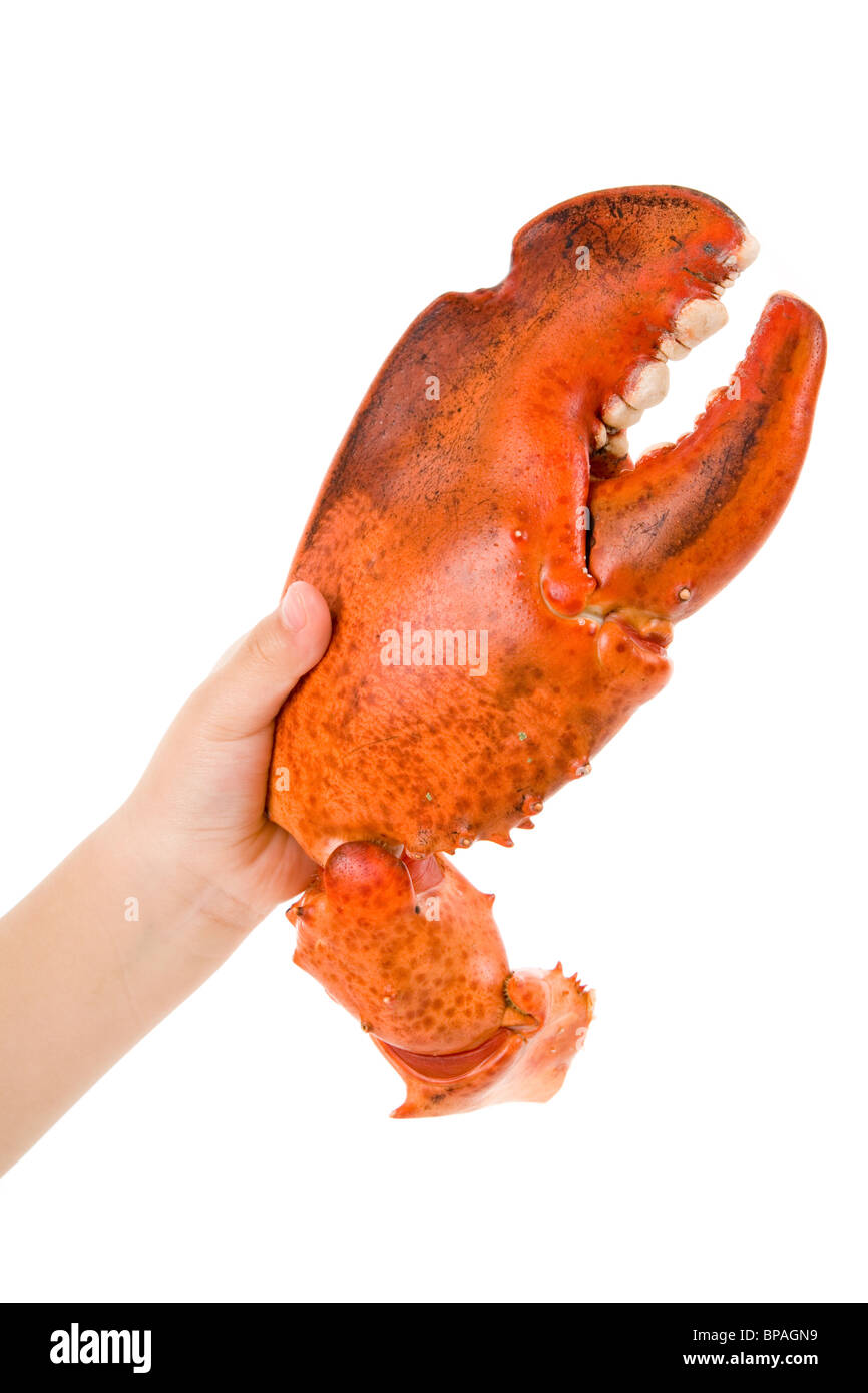 Lobster claw with white background Stock Photo - Alamy