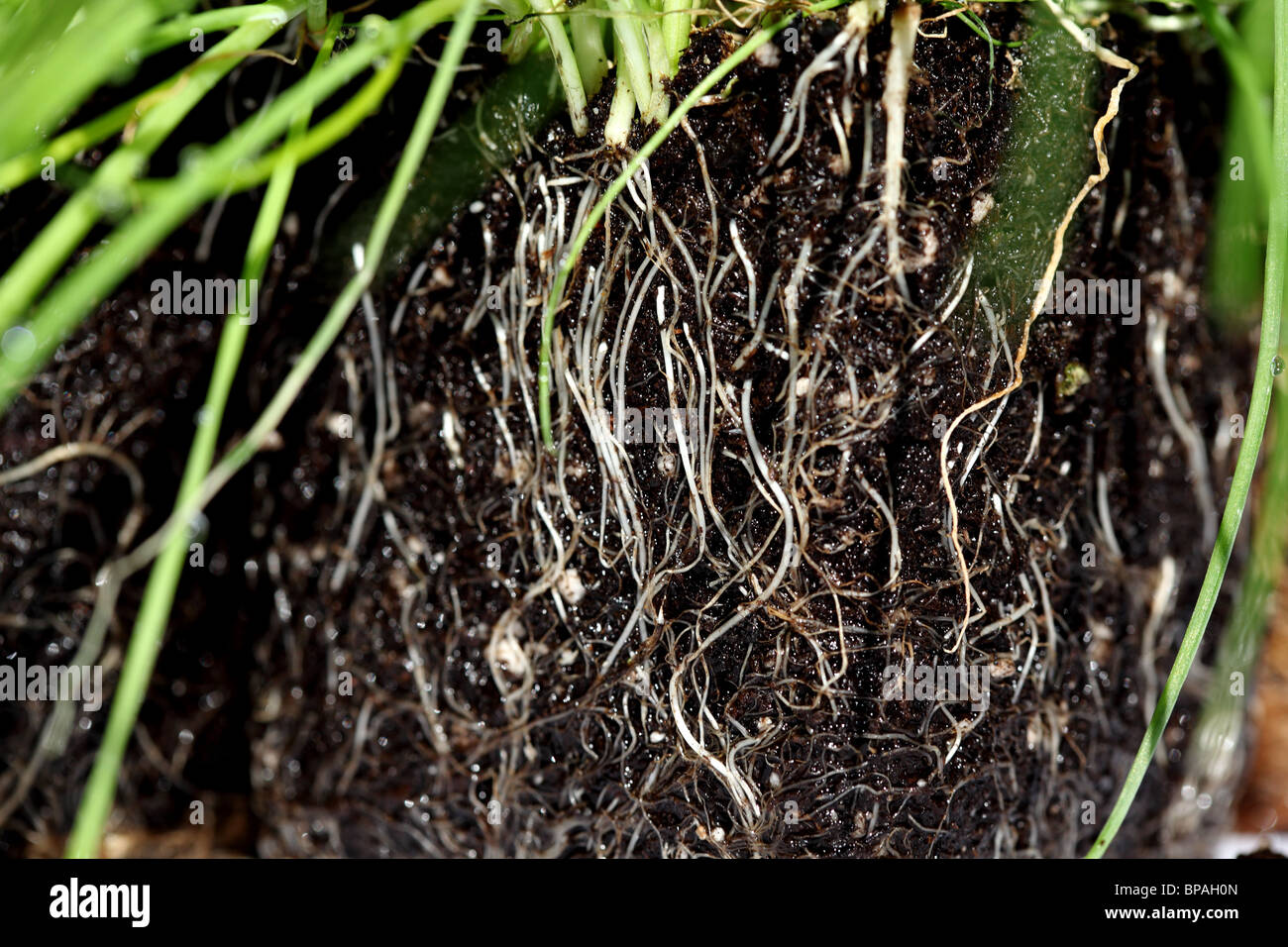 roots of a chive plant Stock Photo - Alamy