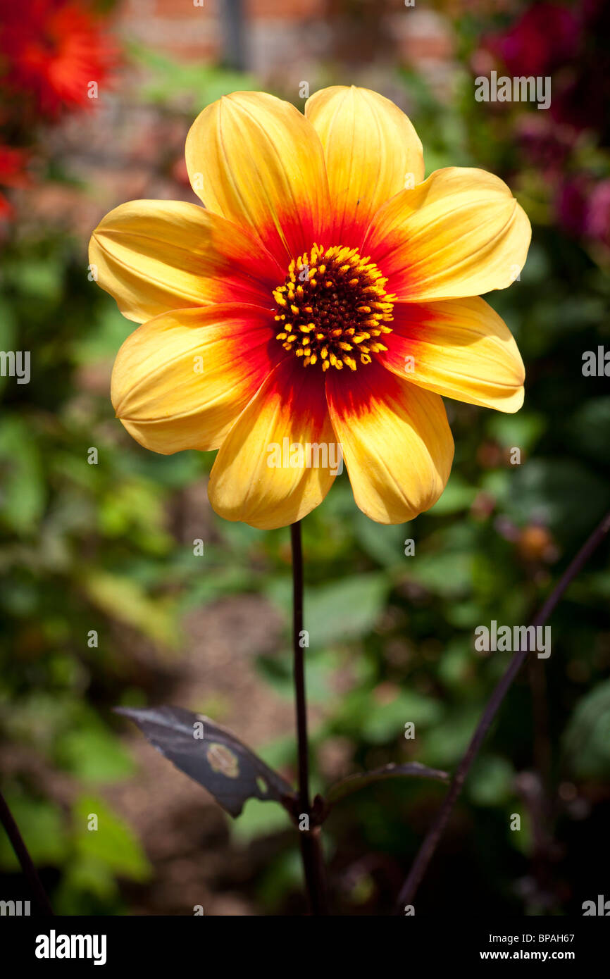 Sad flower hi-res stock photography and images - Alamy