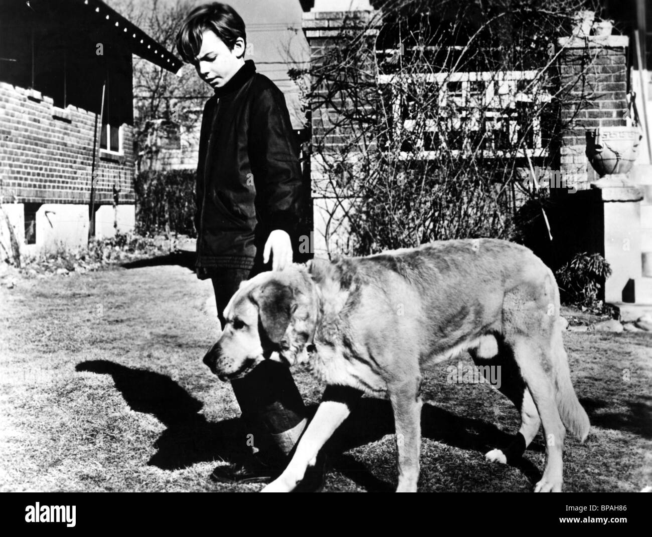 Silent Dog High Resolution Stock Photography and Images - Alamy