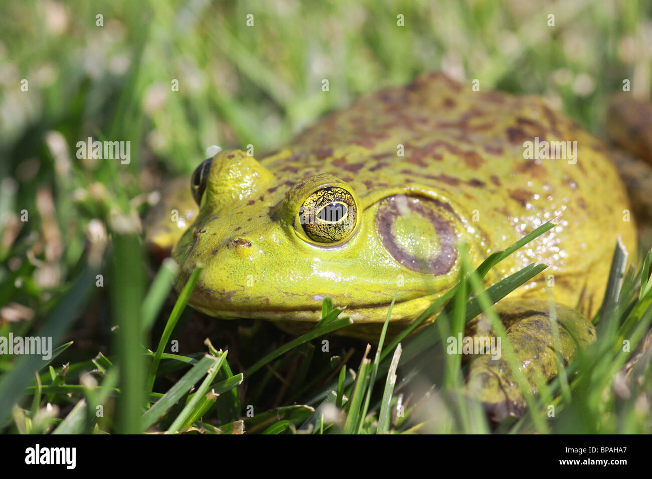 Hop frog hi-res stock photography and images - Alamy