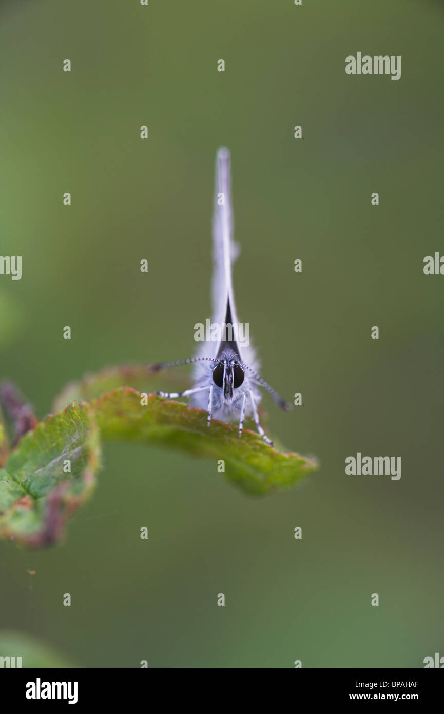 Small Blue Cupido minimus butterfly roosting on plant leaf at Durlston ...