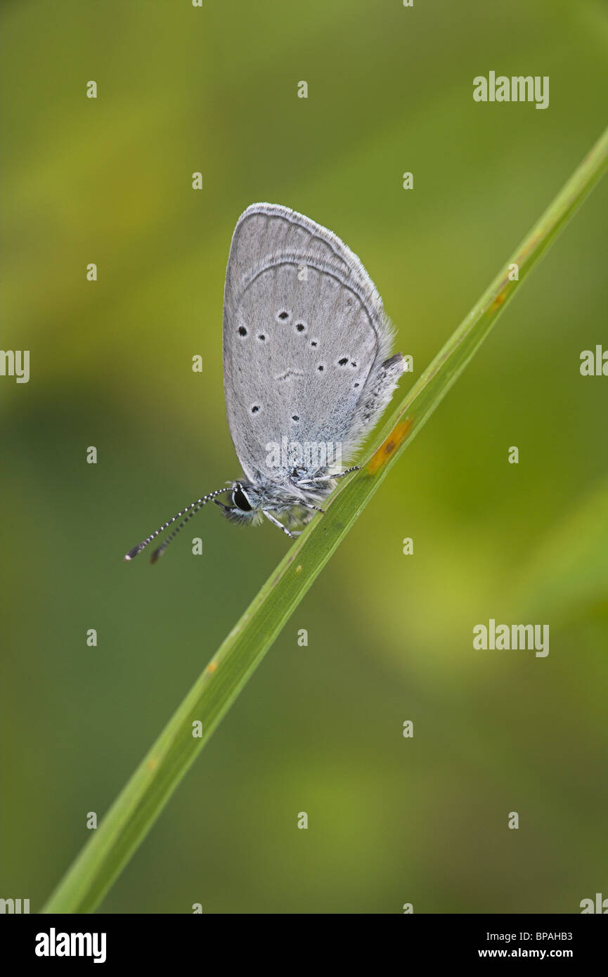 Small Blue Cupido minimus butterfly roosting on stem at Durlston ...