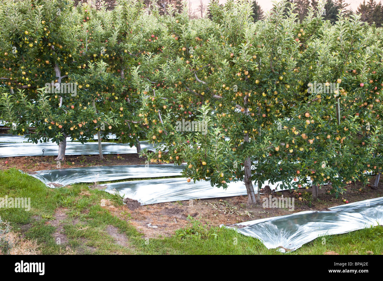 Gala apple tree hi-res stock photography and images - Alamy