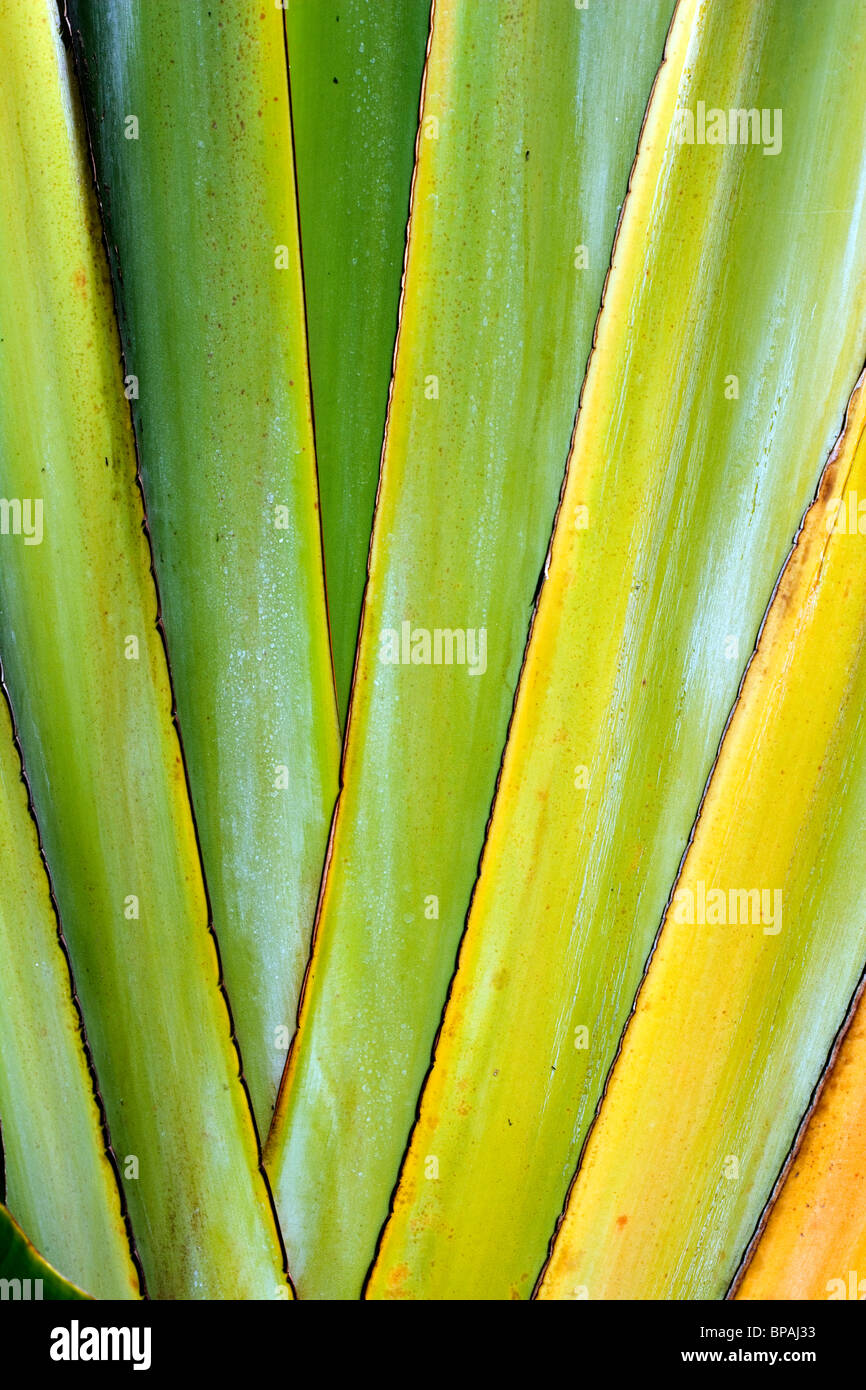 Ravenale Palm detail, Flic en Flac, Mauritius Stock Photo - Alamy