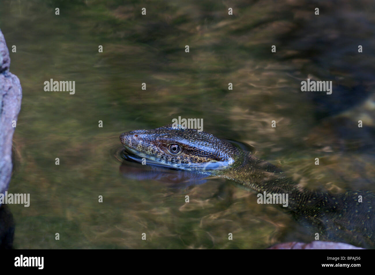 A Merten's Water Monitor lizard (Varanus mertensi) prowling in a pool ...