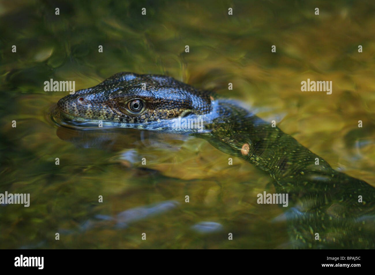 A Merten's Water Monitor lizard (Varanus mertensi) prowling in a pool ...