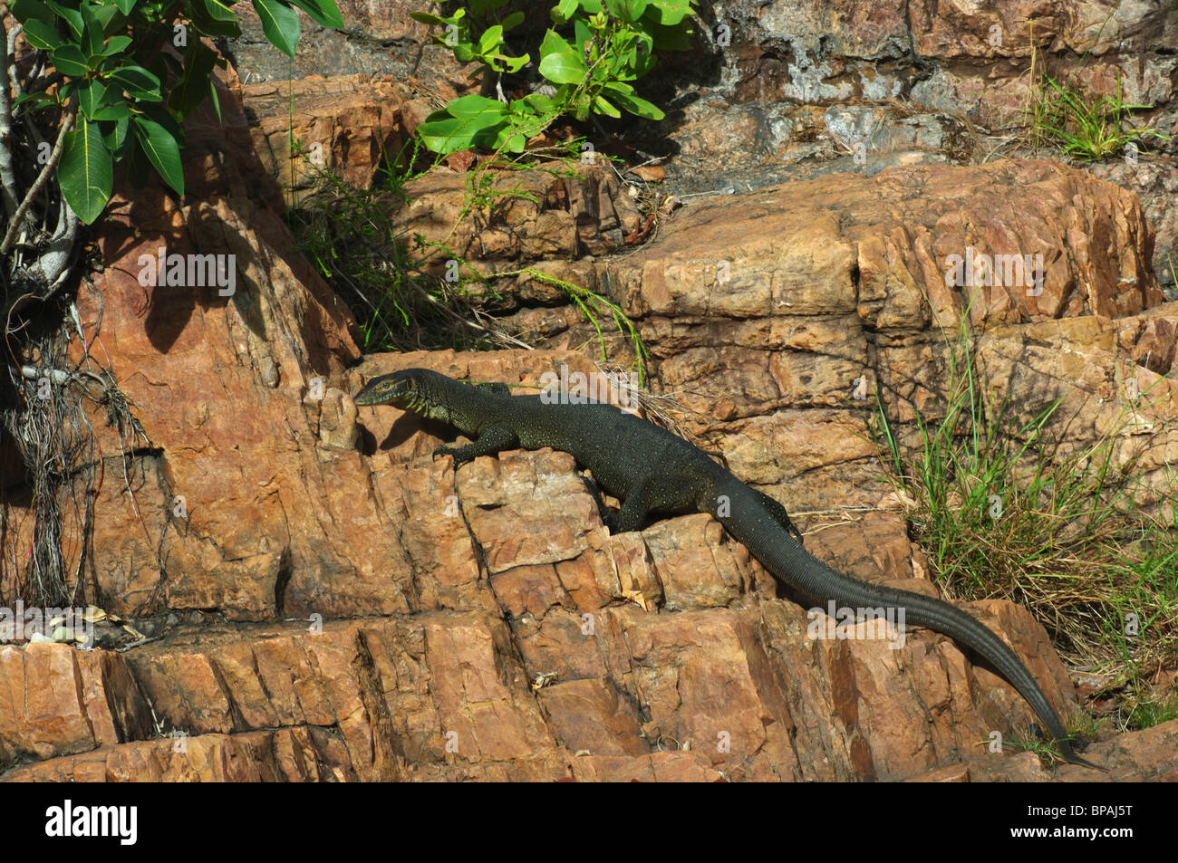Mertens Water Monitor Stock Photos & Mertens Water Monitor Stock Images ...