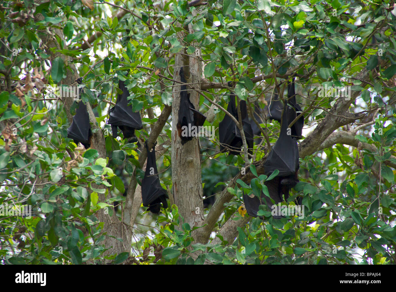 Black Flying Foxes (Pteropus alecto) resting upside-down by day at ...