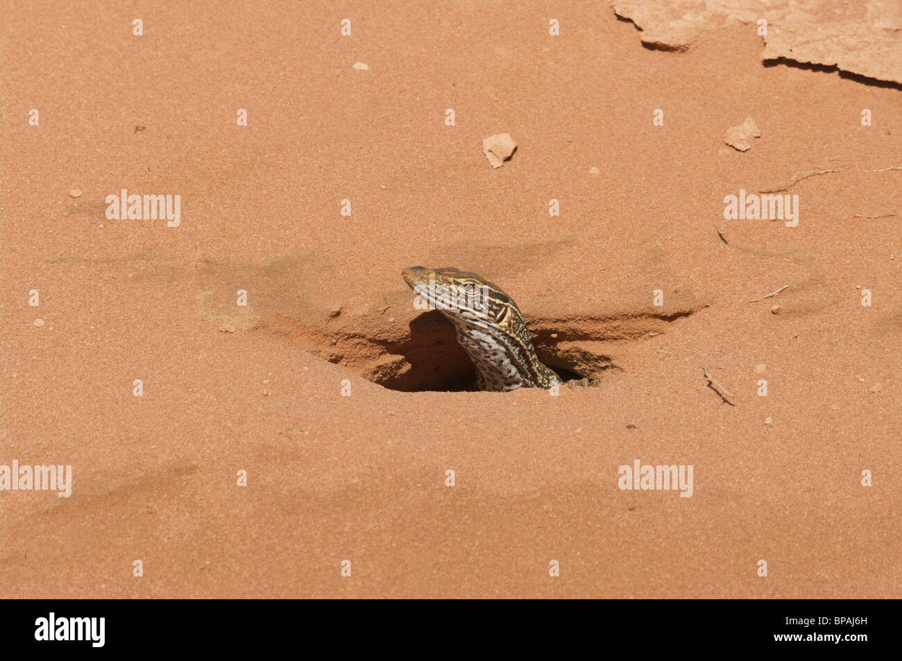 A Sand Monitor a.k.a. Gould's Monitor (Varanus gouldii) poking its head ...