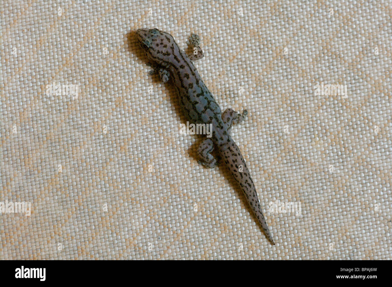 Variegated dtella hi-res stock photography and images - Alamy