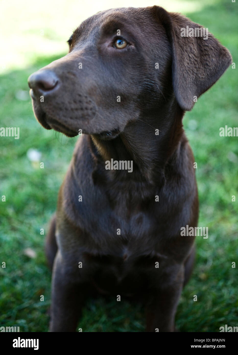 Chocolate brown Labrador puppy Stock Photo - Alamy