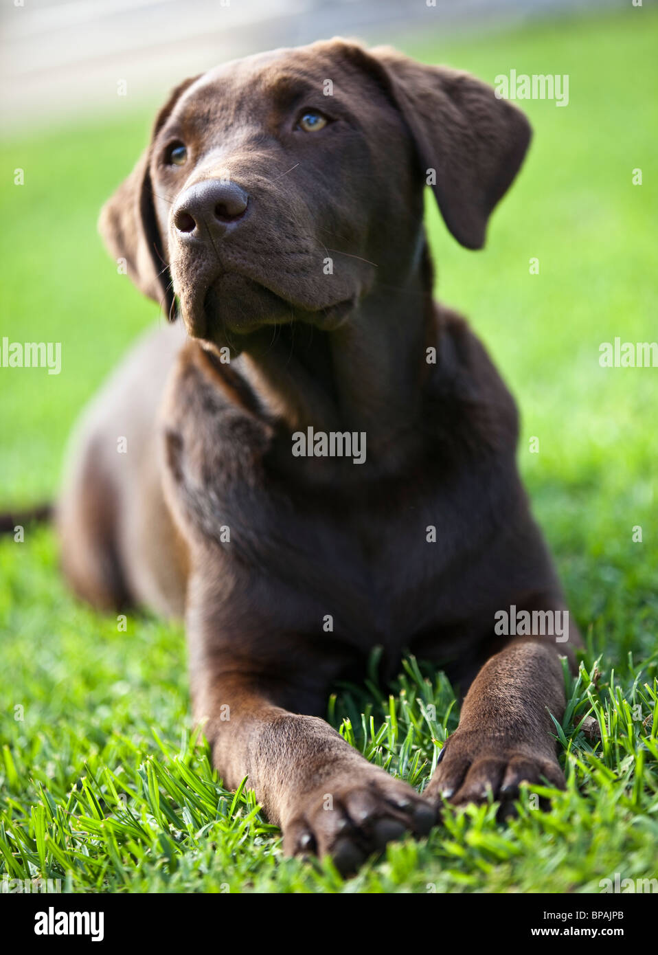 Labrador puppy chocolate hi-res stock photography and images - Alamy