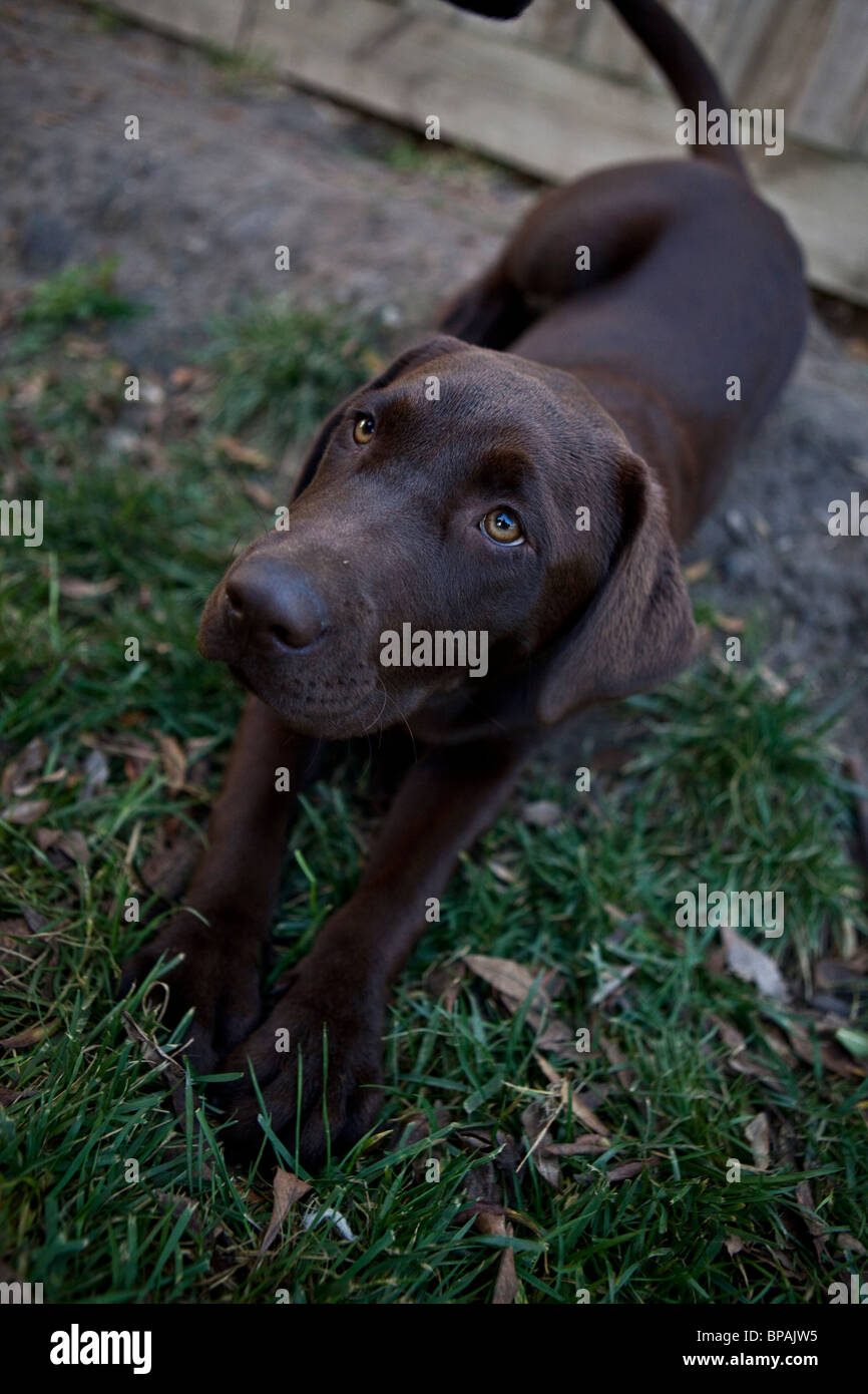Chocolate brown Labrador puppy Stock Photo - Alamy