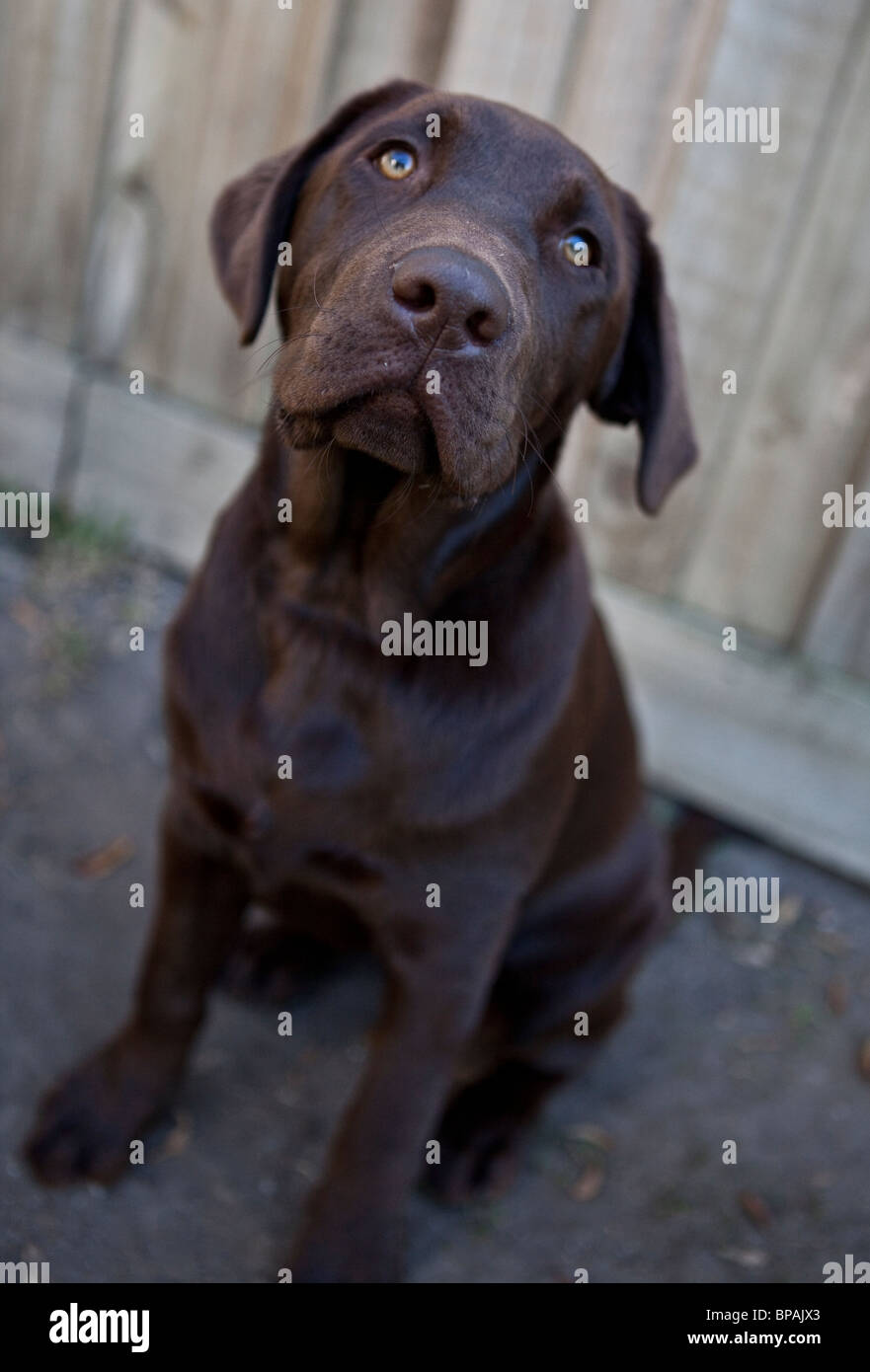 Chocolate brown Labrador puppy Stock Photo - Alamy