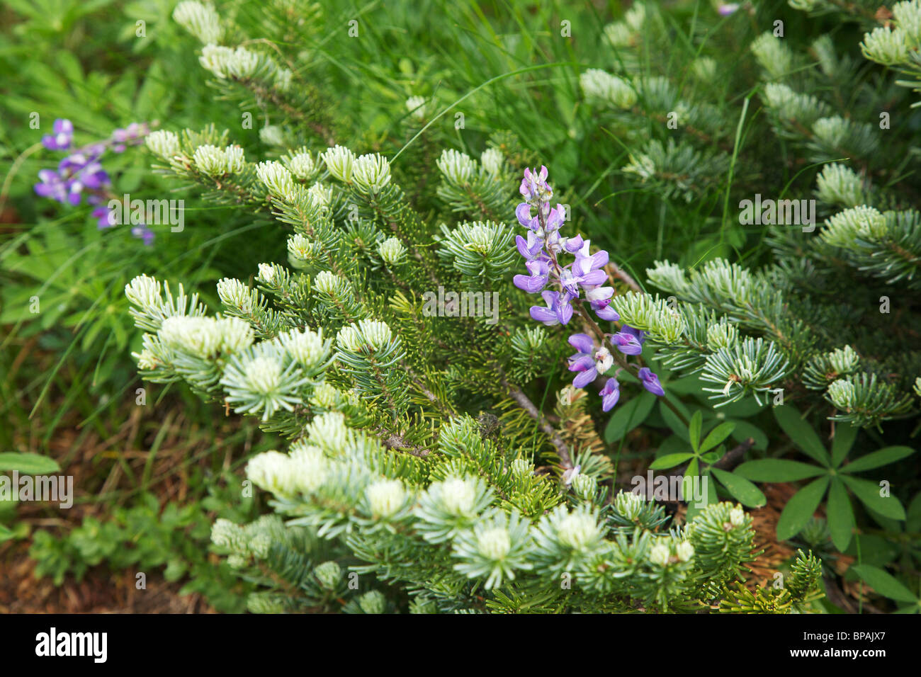 Broadleaf lupine (Lupinus latifolius) growing from under fir tree ...