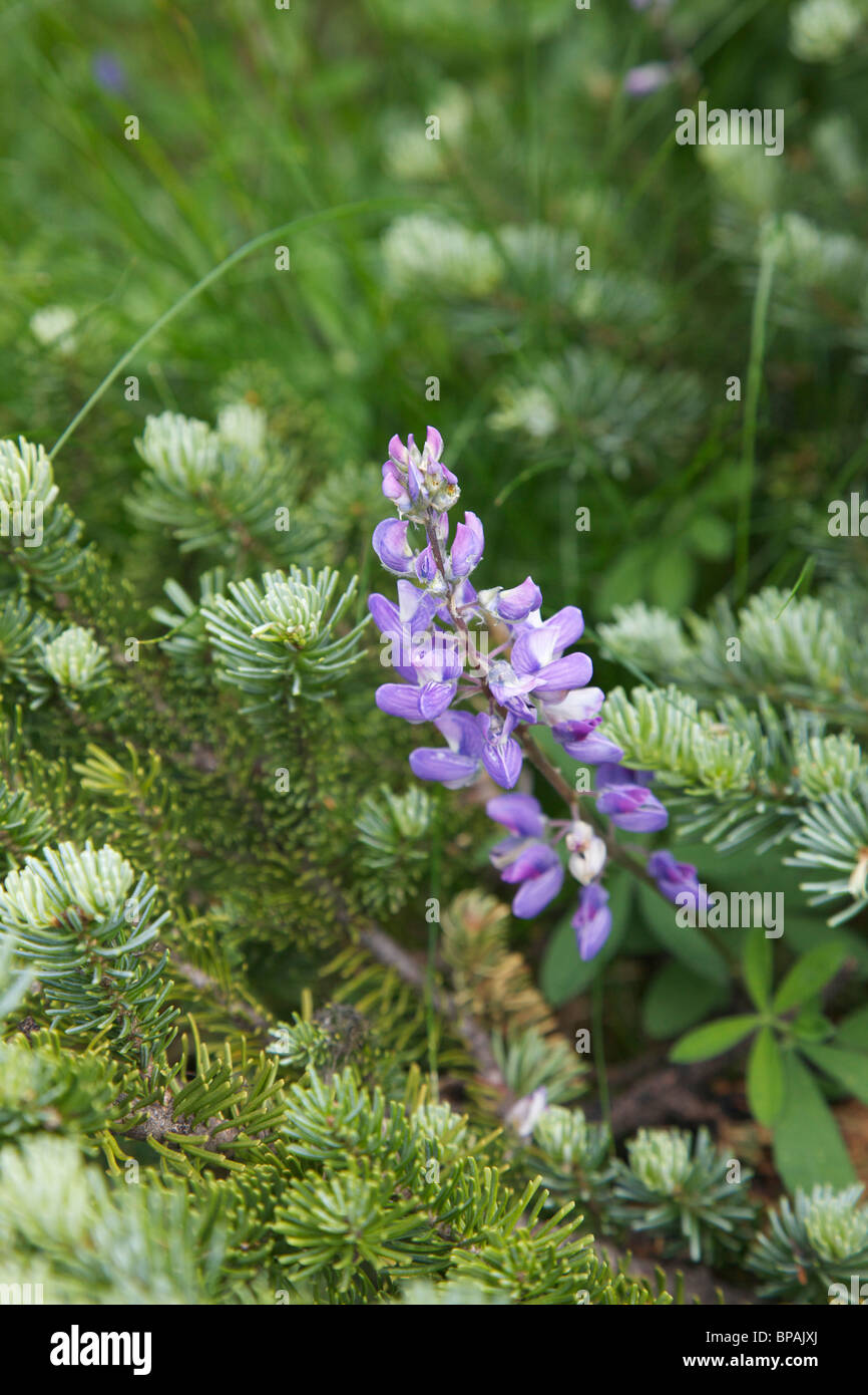 Broadleaf lupine (Lupinus latifolius) growing from under fir tree ...