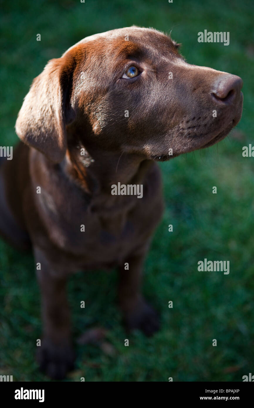 Chocolate brown Labrador puppy Stock Photo - Alamy