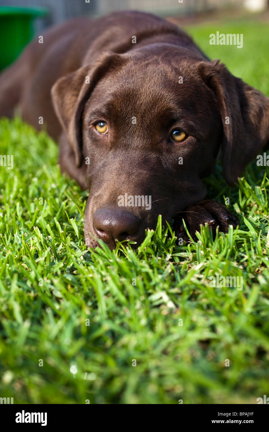 Labrador eyes hi-res stock photography and images - Alamy