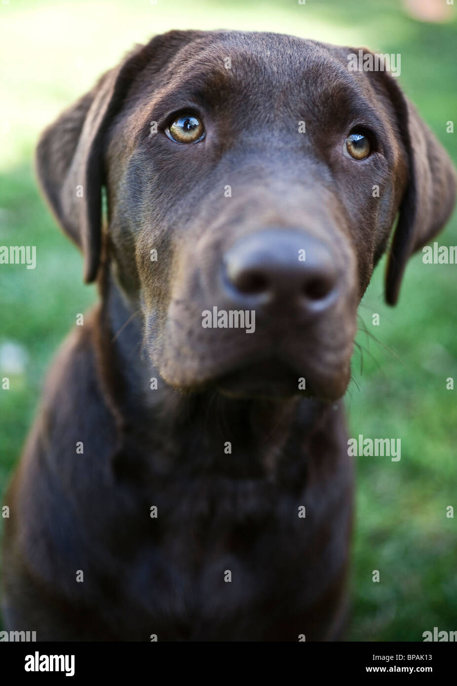 Chocolate brown Labrador puppy Stock Photo - Alamy
