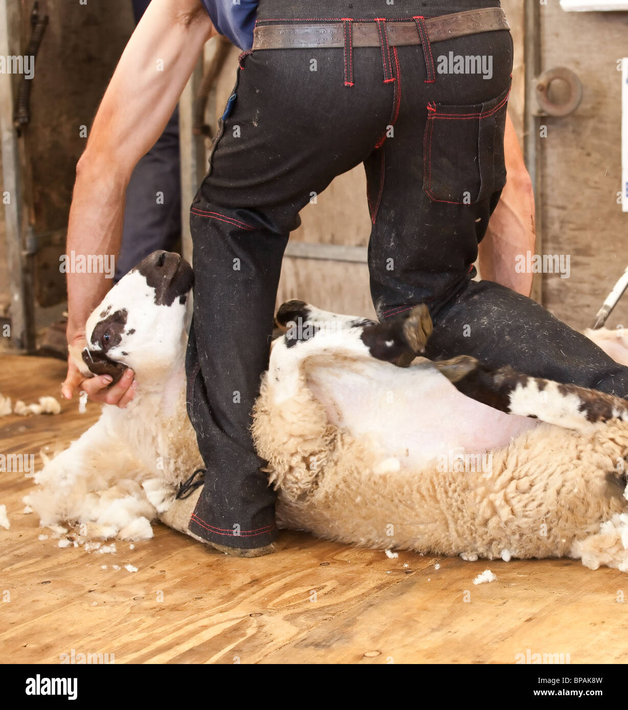 Shearing sheep at agricultural show in competition Stock Photo - Alamy