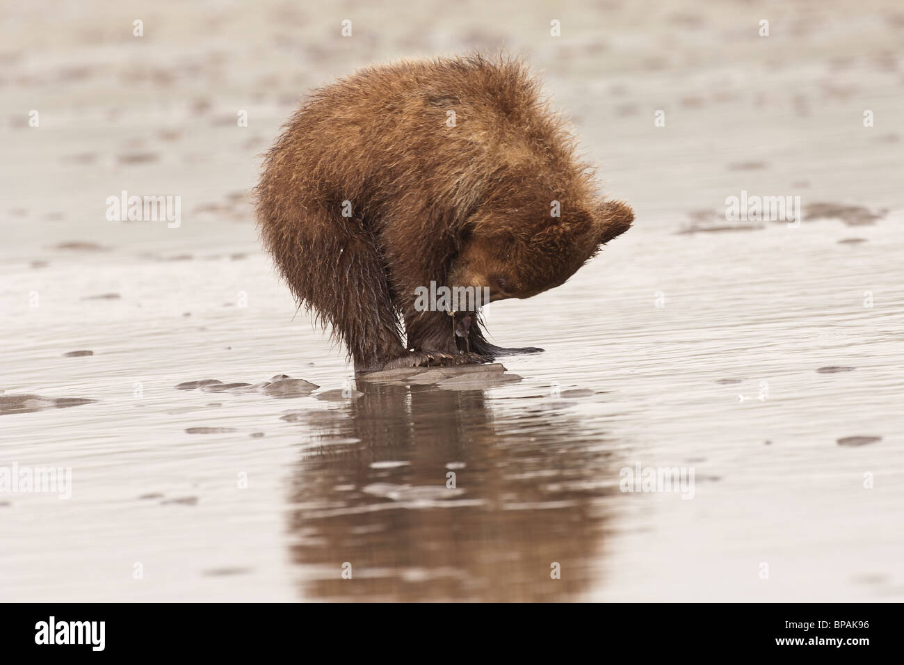 Razor clamming hi-res stock photography and images - Alamy