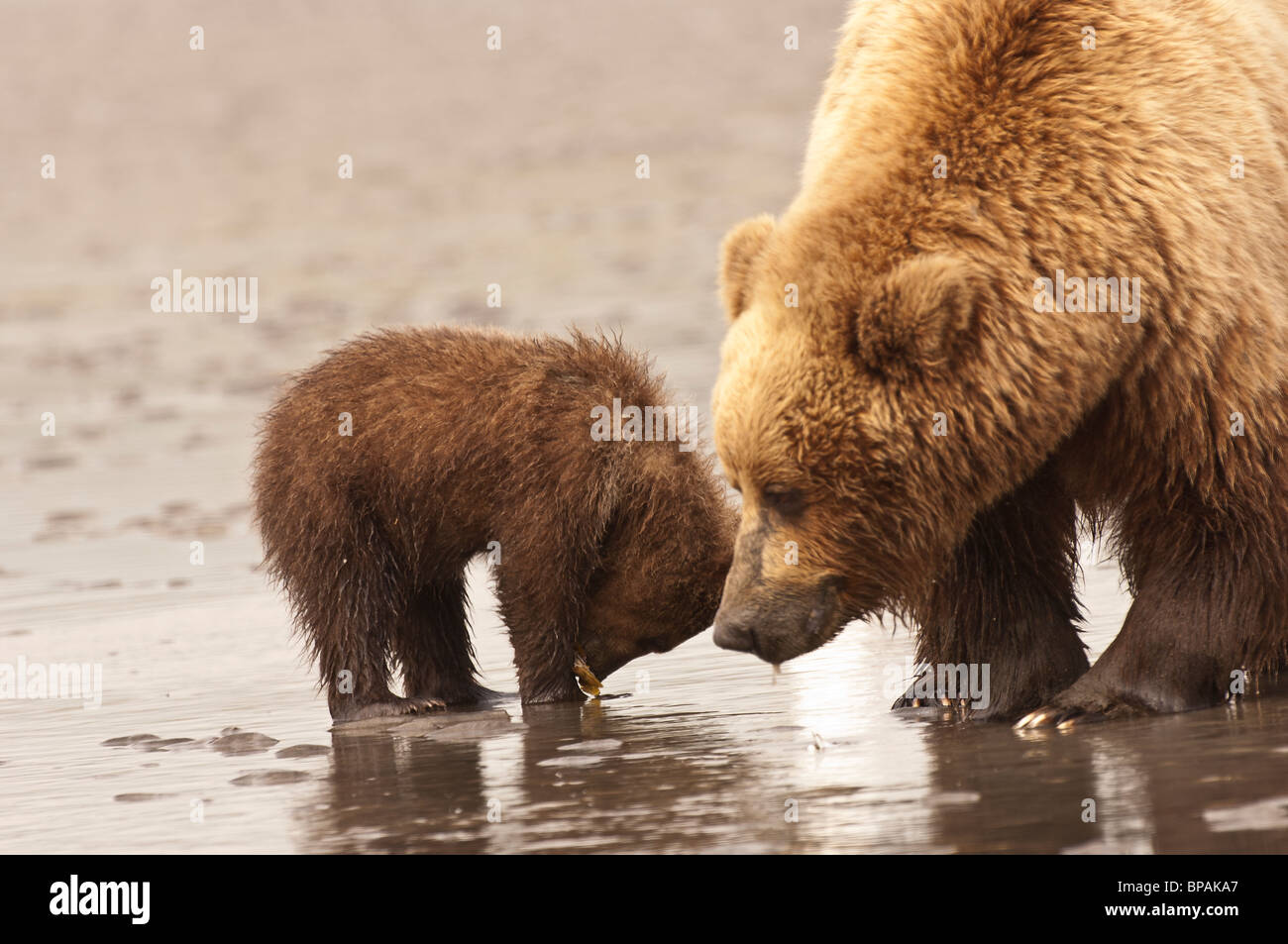 Teaching cub hi-res stock photography and images - Alamy