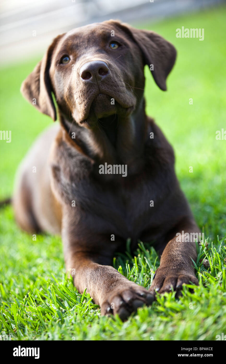 Chocolate brown Labrador puppy Stock Photo - Alamy