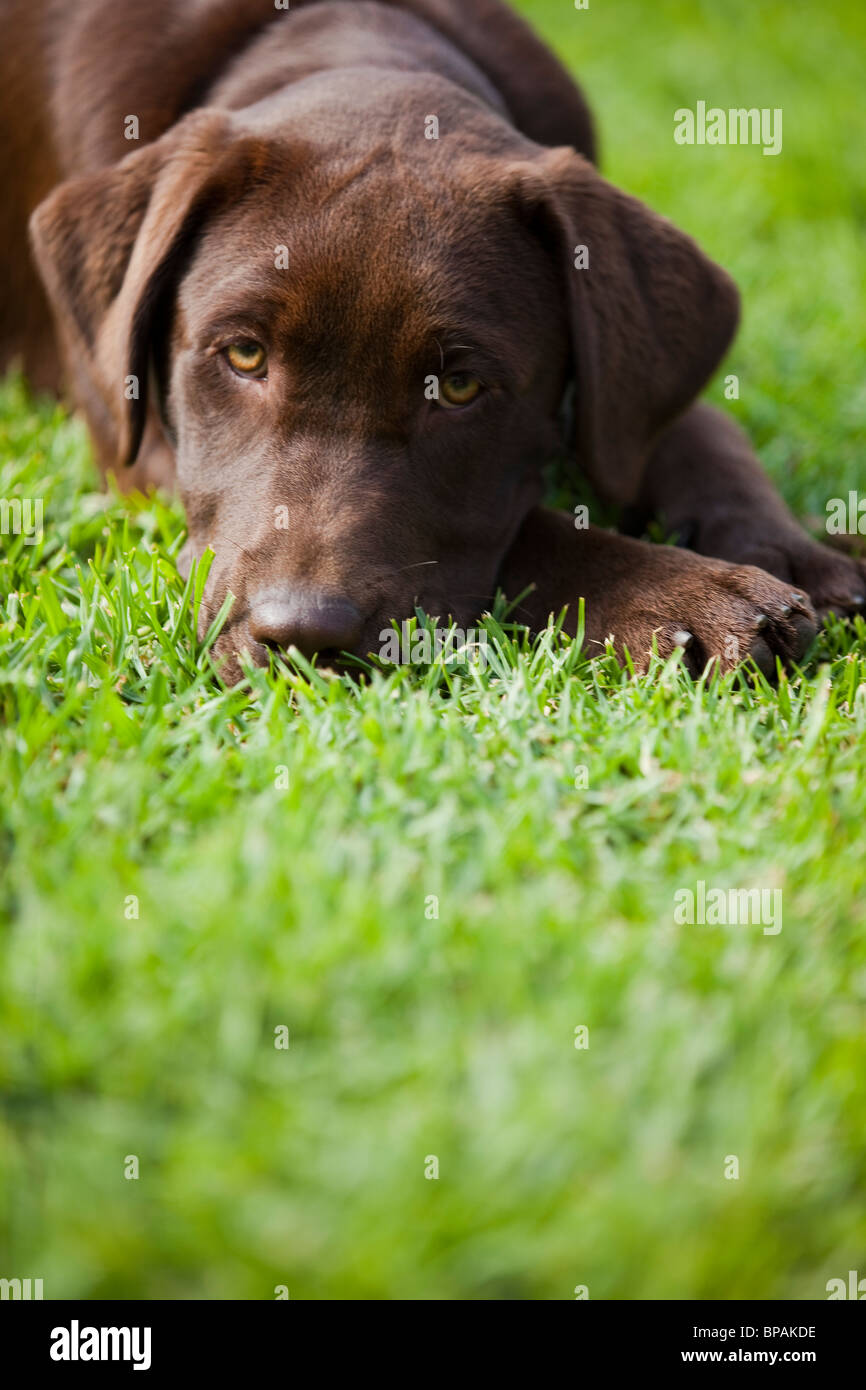Chocolate brown Labrador puppy Stock Photo - Alamy