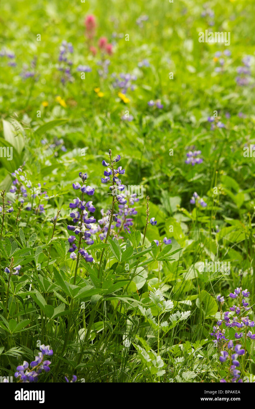 Broadleaf lupine (Lupinus latifolius). Sunrise Meadow, Mount Rainier ...
